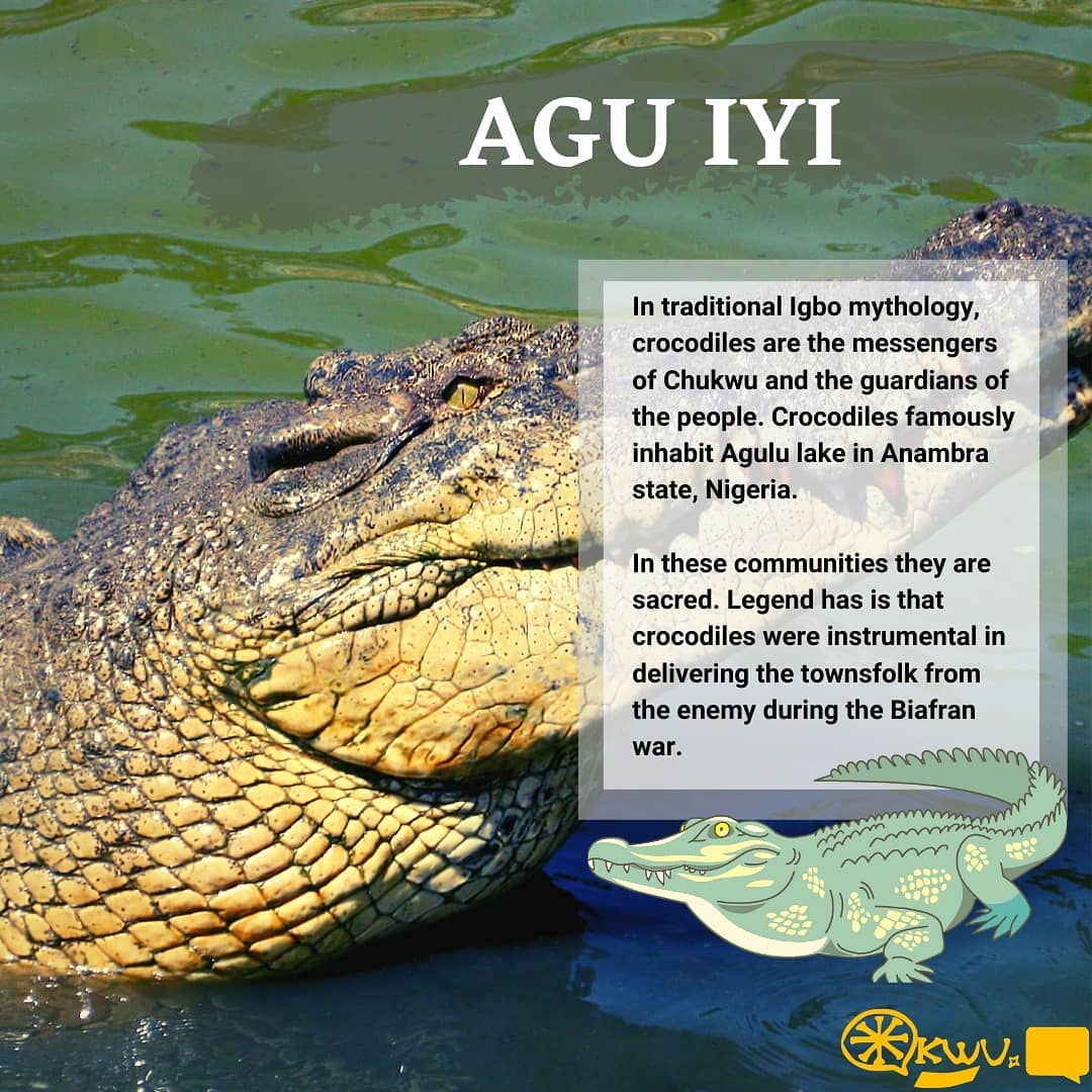 Notable Animals in Igbo Culture – Okwu ID